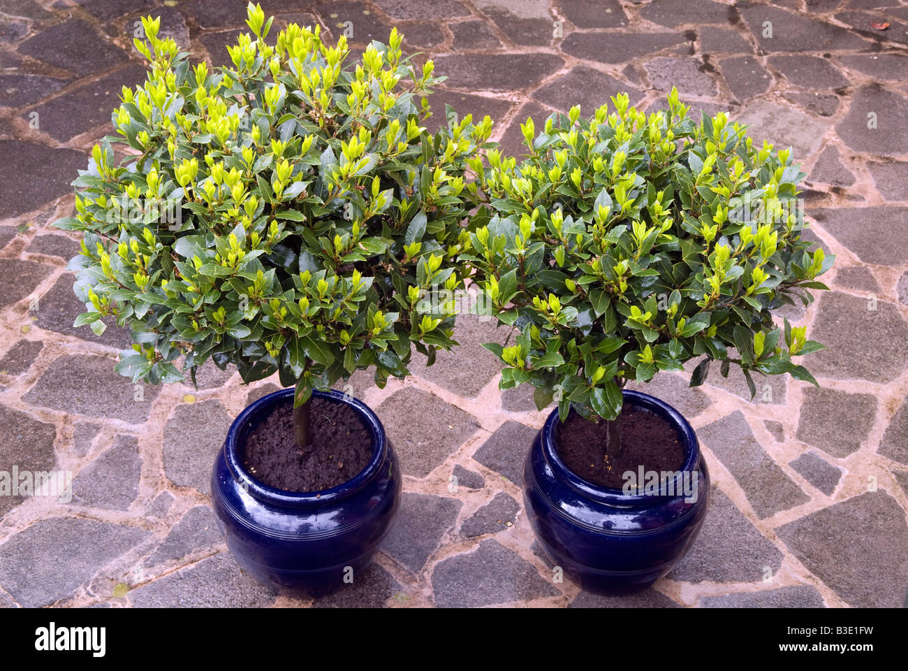 Two Bay Trees potted into blue glazed ceramic containers on crazy ...