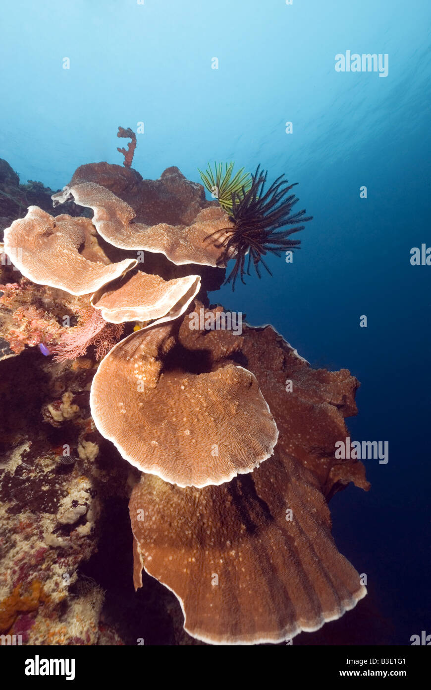 Coral under water Stock Photo - Alamy