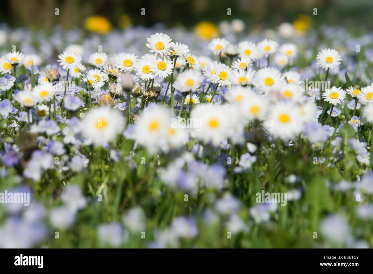 Daisies bellis perennis bavaria hi-res stock photography and images - Alamy