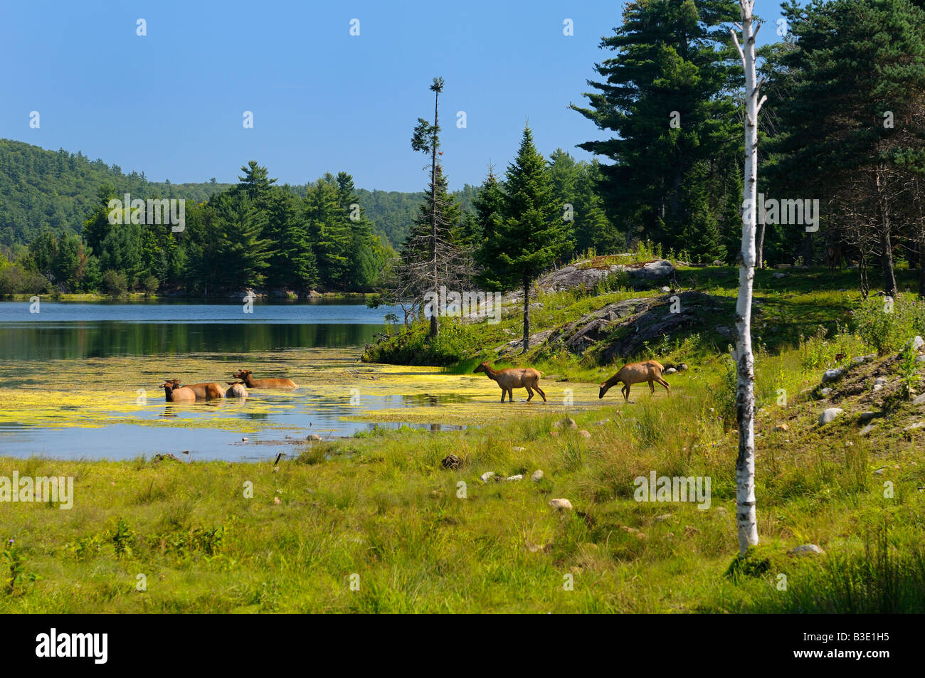 A group of female Elk deer going for a swim in a Lake at Omega Park ...