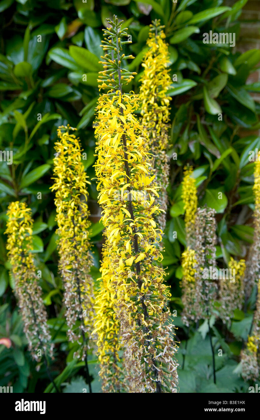 Ligularia Golden Ray `The Rocket` Stock Photo - Alamy