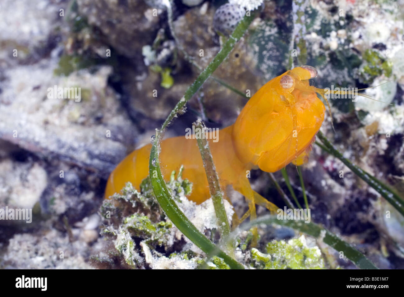 Golden coloured mantis shrimp foraging for food in a bed of sea grass ...