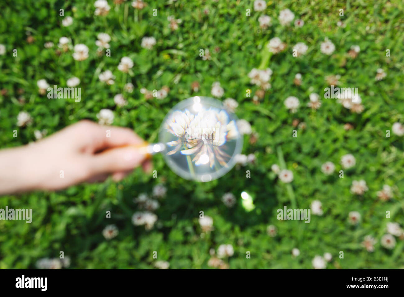 Hand observing flowers with magnifying glass Stock Photo - Alamy