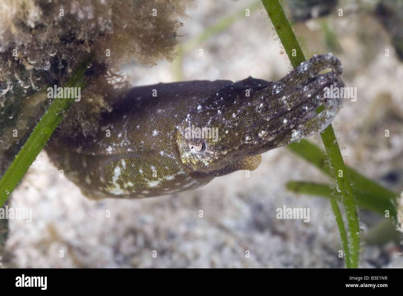 Cuttlefish hiding among the seagrass Stock Photo - Alamy