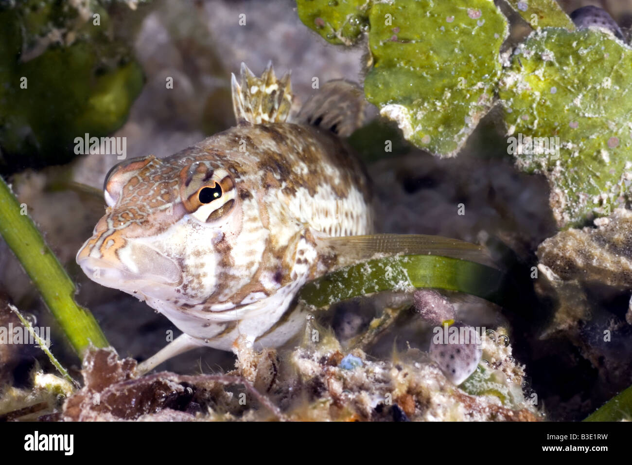 Sandperch among the sea grass in shallow water Stock Photo - Alamy
