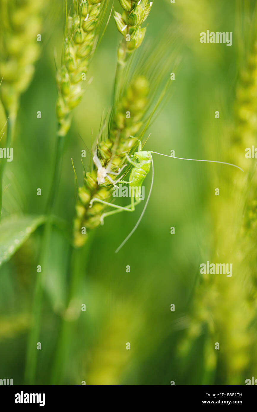 Grasshopper climbing on wheat plant Stock Photo - Alamy
