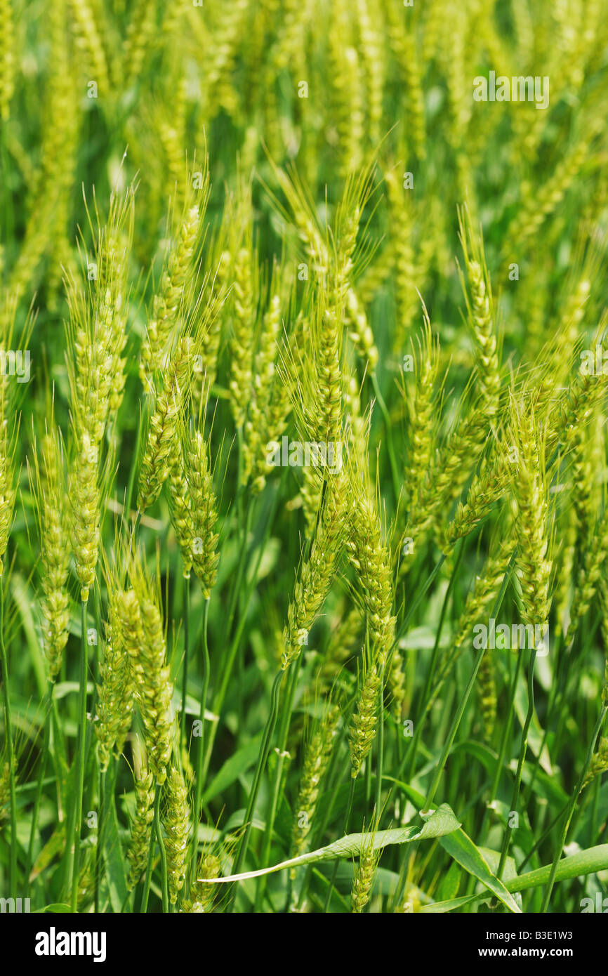Wheat plants growing in field Stock Photo - Alamy