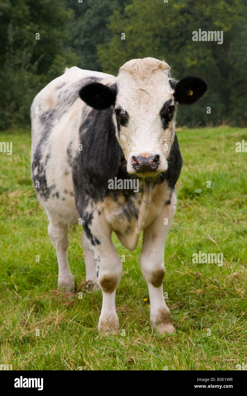 Bull cattle hi-res stock photography and images - Alamy