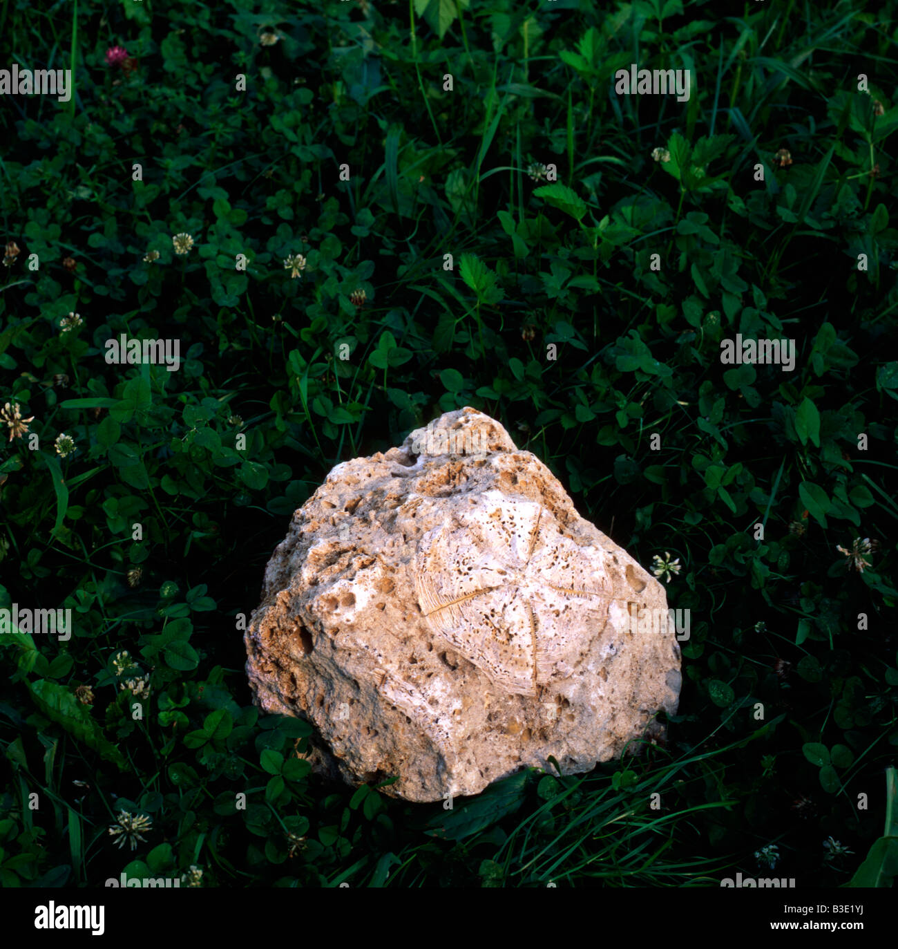 Trace fossil hi-res stock photography and images - Alamy