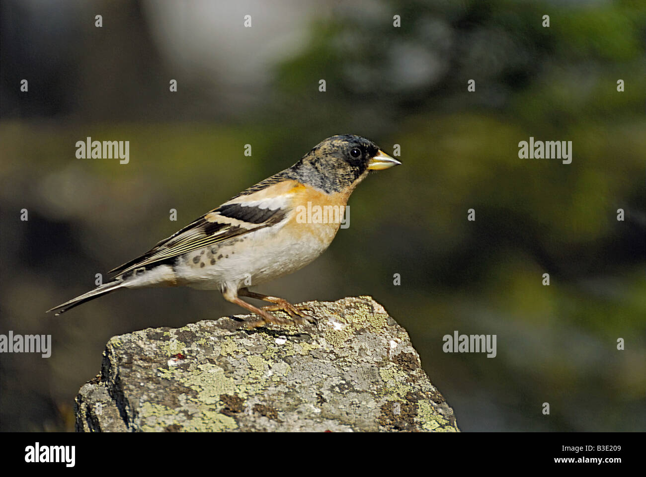 Brambling - standing on rock / Fringilla montifringilla Stock Photo - Alamy