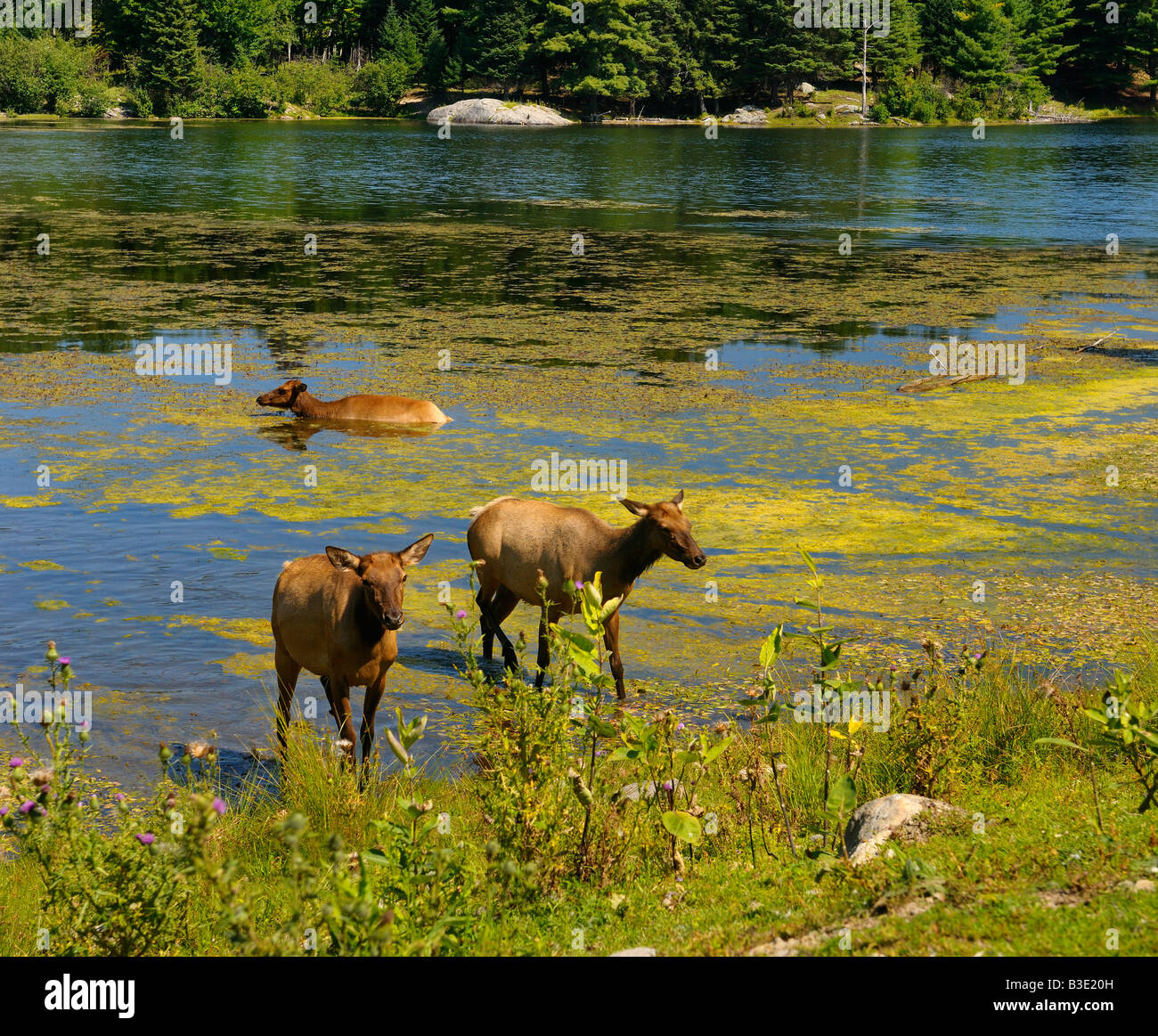 Female elk hi-res stock photography and images - Alamy