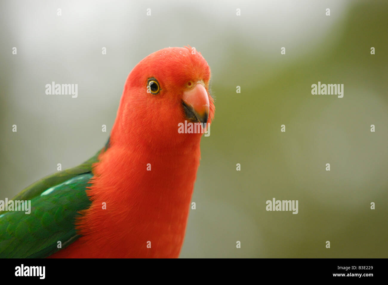 Australian native king parrot hi-res stock photography and images - Alamy