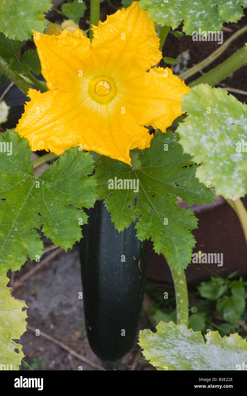 Courgette plant in pot hi-res stock photography and images - Alamy