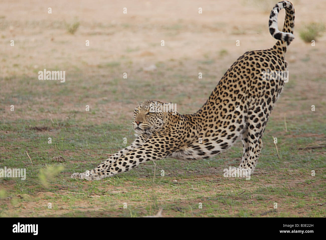 leopard - stretching / Panthera pardus Stock Photo - Alamy