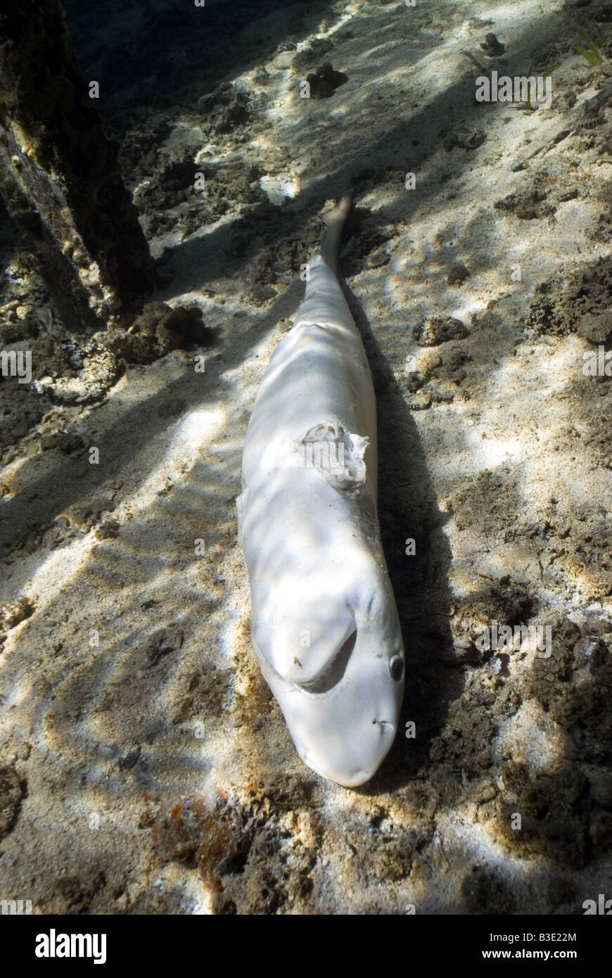 Dead shark lying on the bottom after its fins have been cut off Stock ...