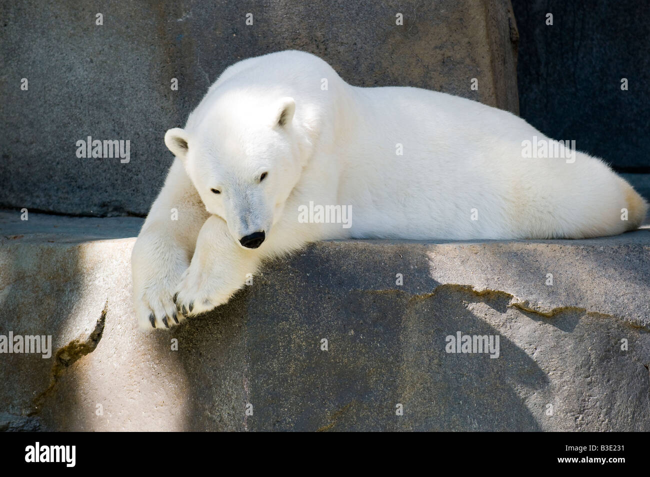 Polar Bear Resting Stock Photo - Alamy