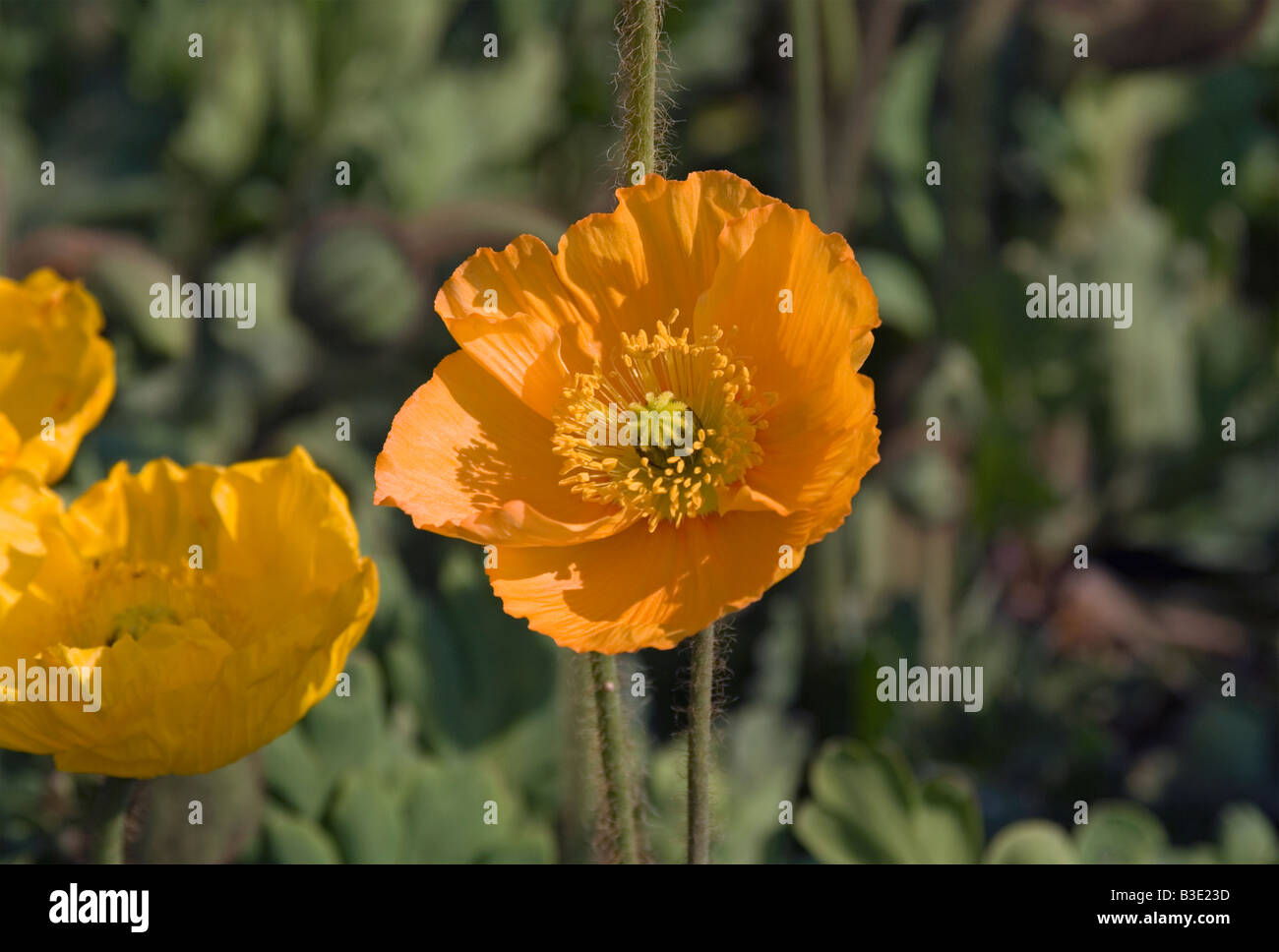Orange Poppy Papaver Oriental Stock Photo - Alamy