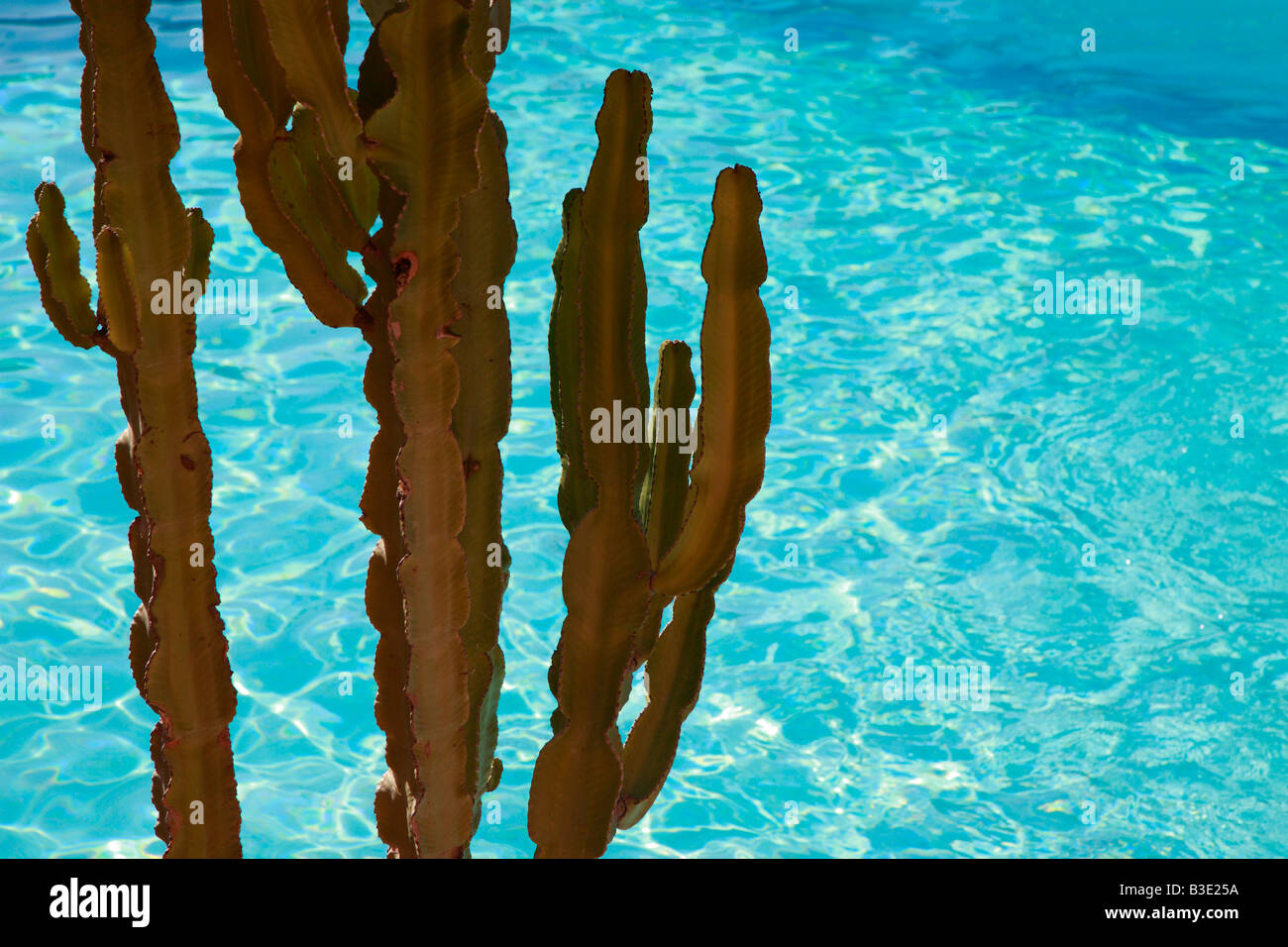 cactus by swimming pool Stock Photo - Alamy