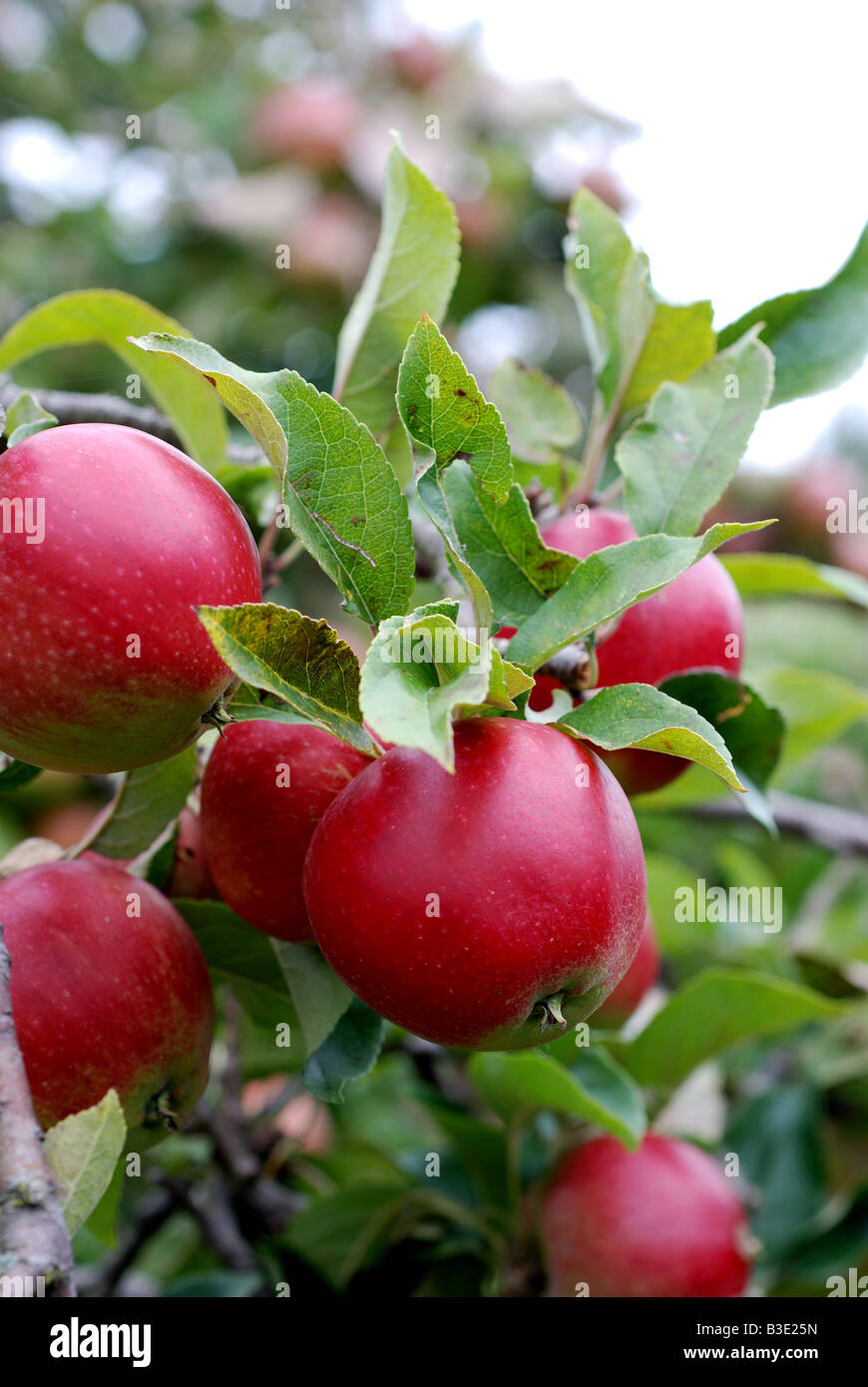 Fruit red apples england uk hi-res stock photography and images - Alamy