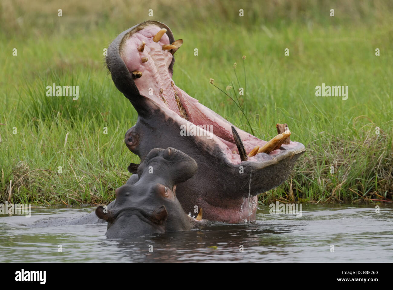 hippopotamus with cub - in water / Hippopotamus amphibius Stock Photo ...