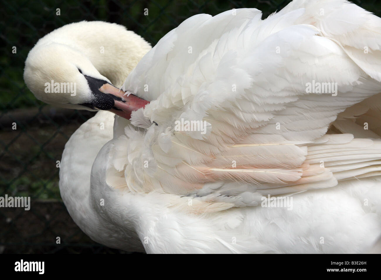 A swan infected with a bacteria that turns it s feathers pink Stock ...