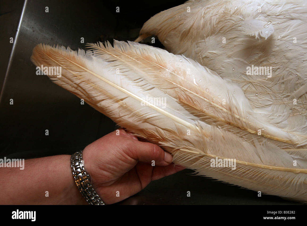 A swan infected with a bacteria that turns it s feathers pink Stock ...