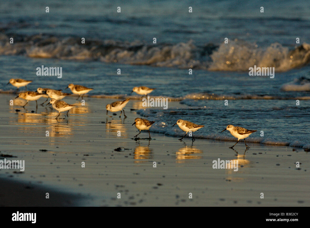 Sanderling Calidris alba New York USA summer Stock Photo - Alamy