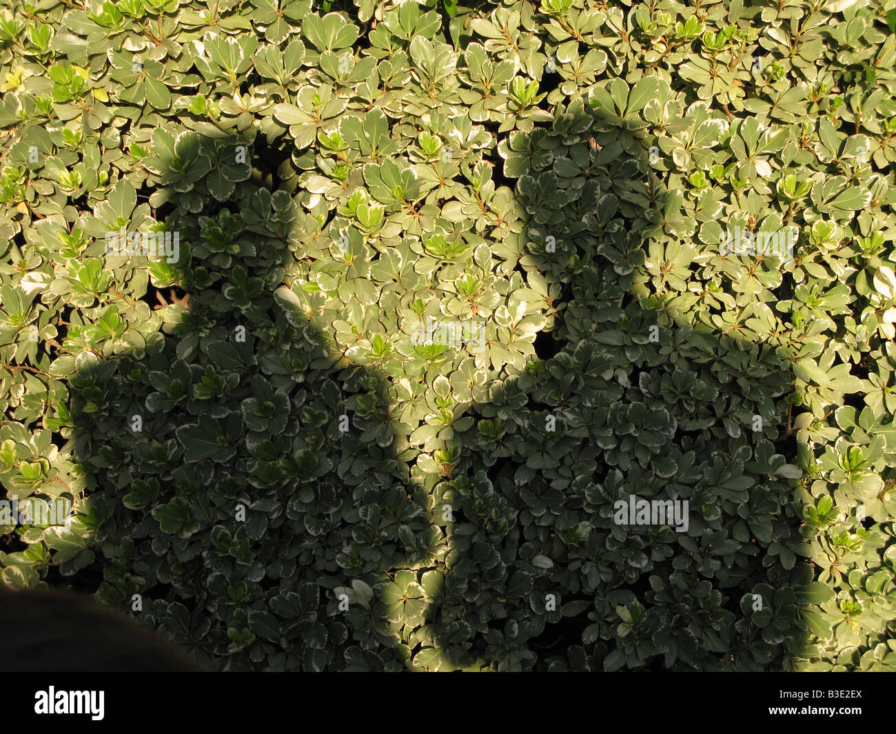 Shadows of two men talking Stock Photo - Alamy Shadows of two men talking Stock Photo - Alamy