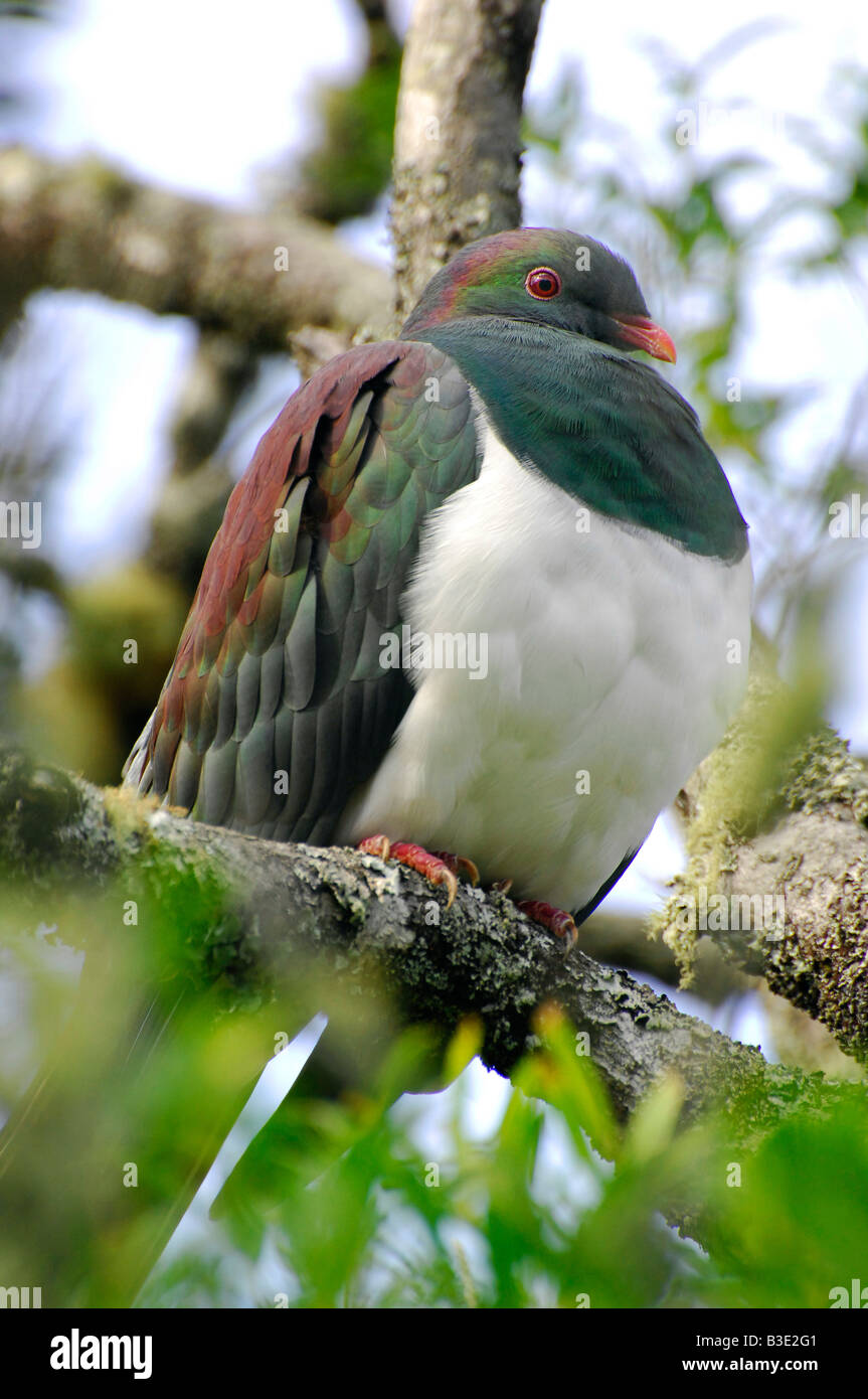 The Kereru, New Zealand wood pigeon Stock Photo - Alamy