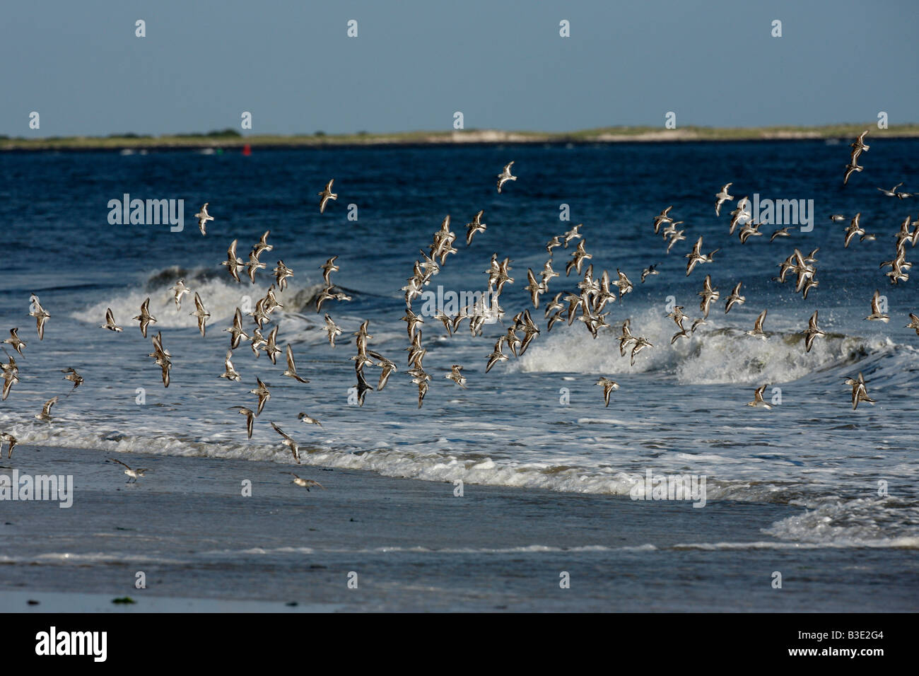 Sanderling Calidris alba New York USA summer flight Stock Photo - Alamy
