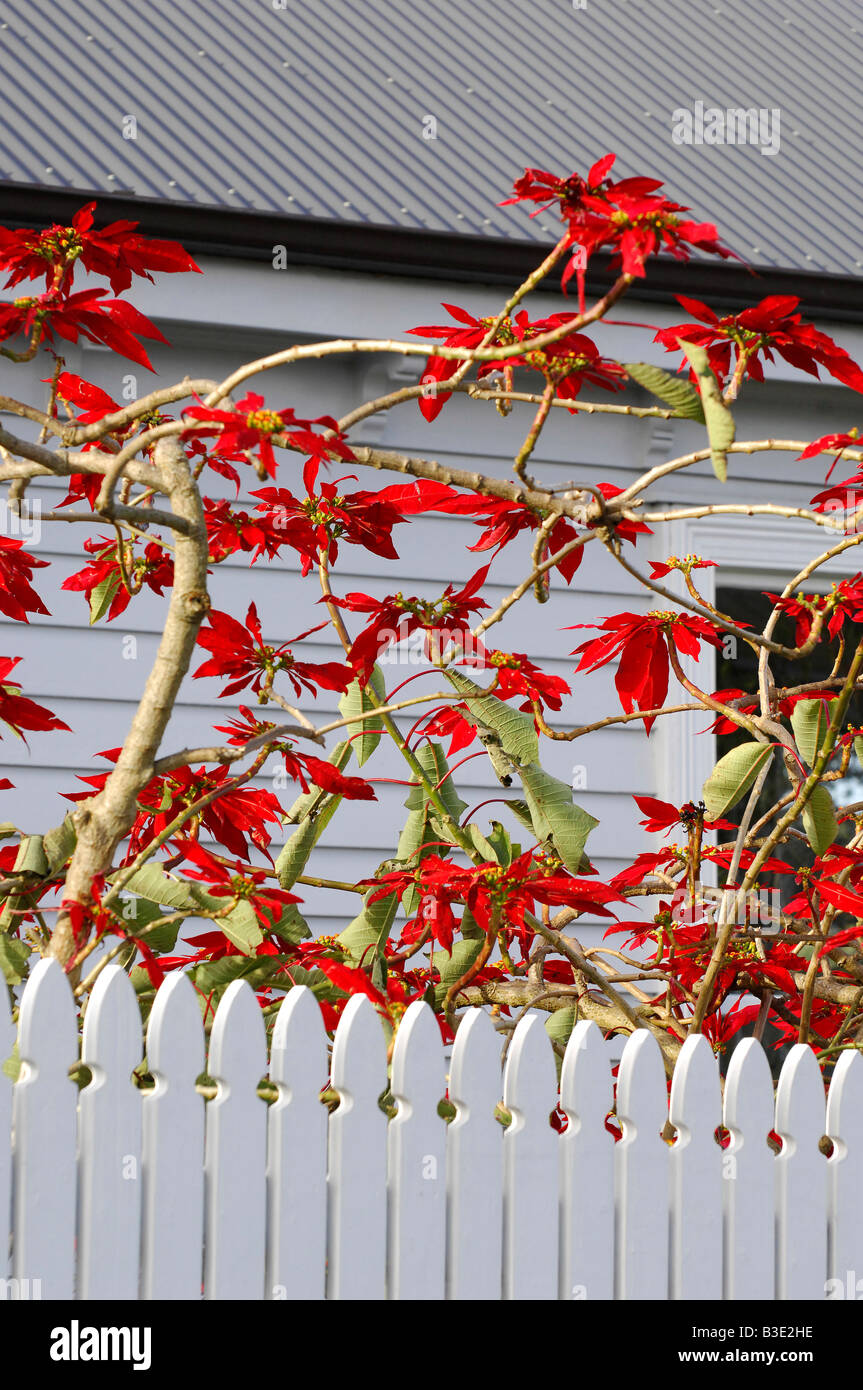 Japanese Red Leafed Maple and white picket fence Stock Photo - Alamy