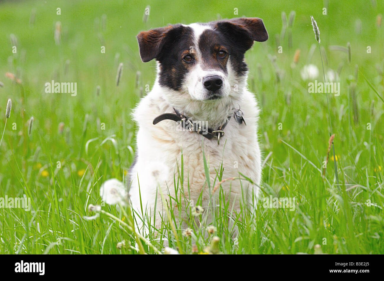 half breed dog - sitting on meadow Stock Photo - Alamy