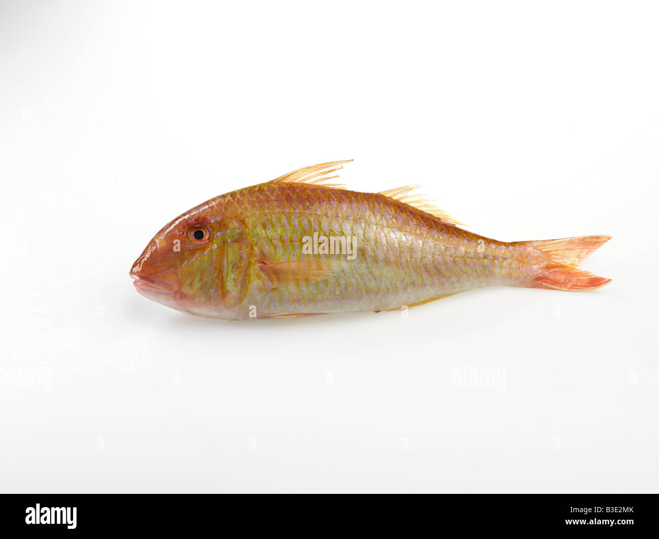 White mullet fish cutout hi-res stock photography and images - Alamy