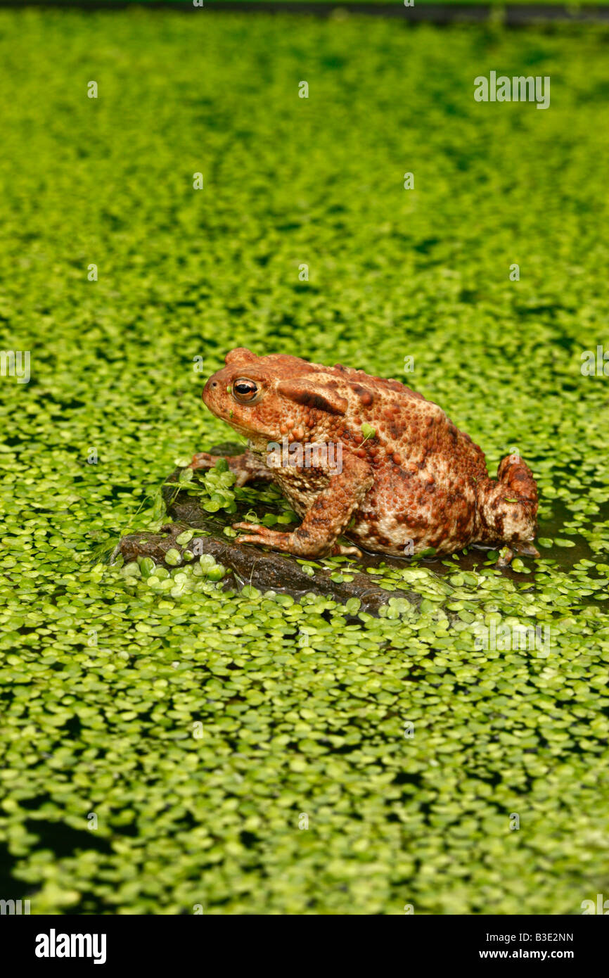 Common toad summer hi-res stock photography and images - Alamy