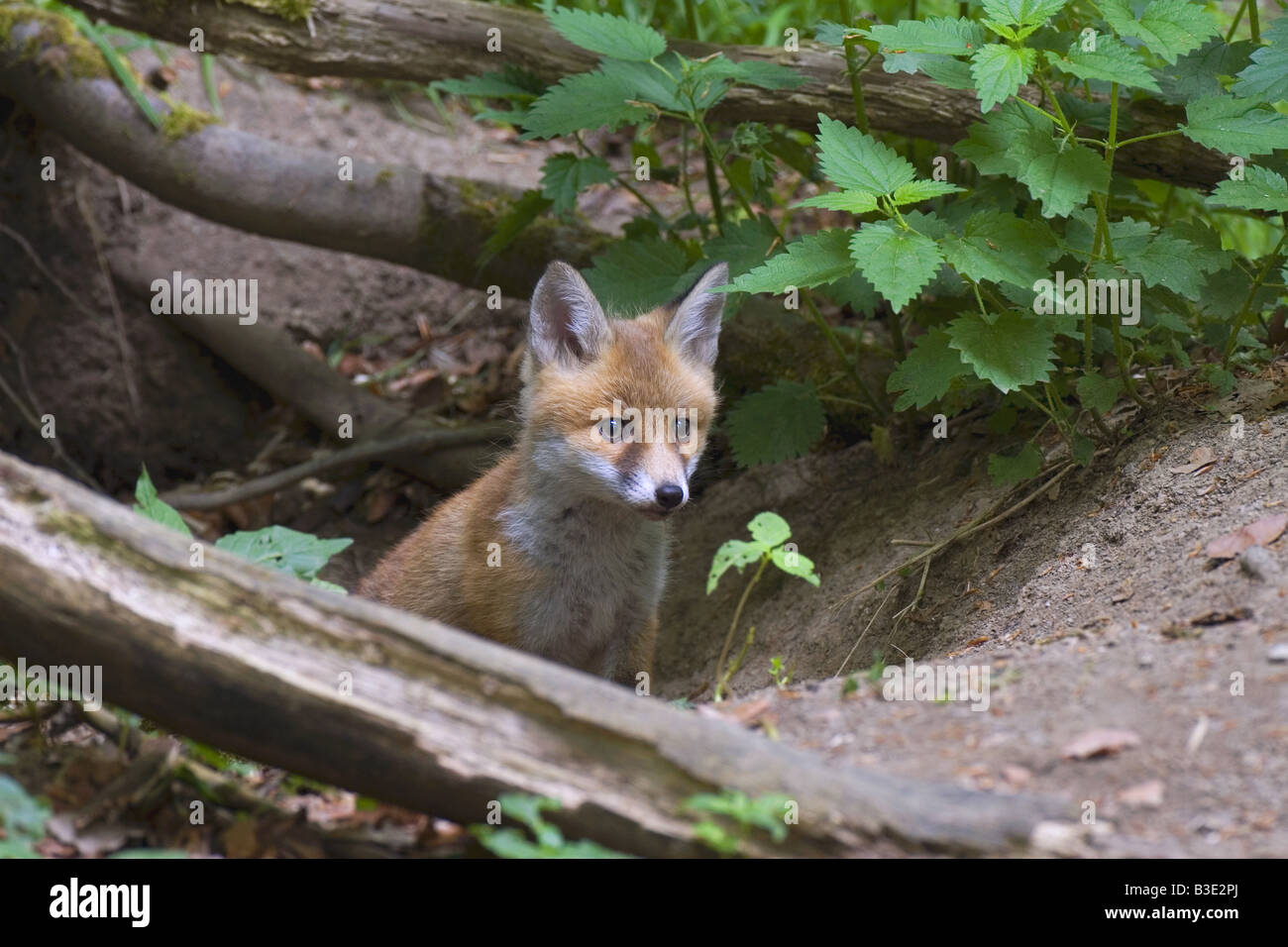 young red fox / Vulpes vulpes Stock Photo - Alamy