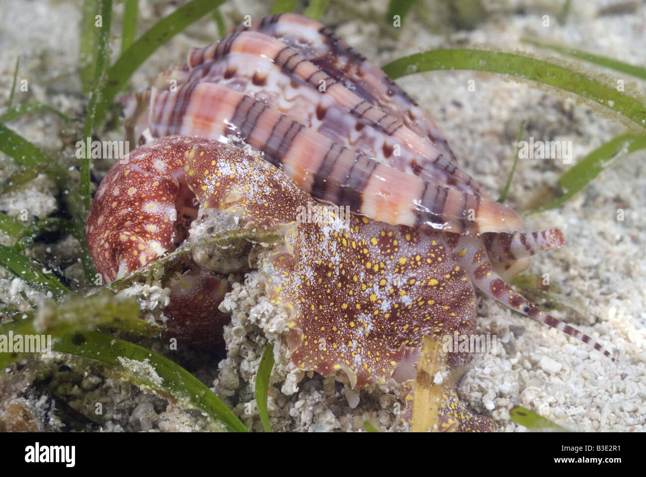 Harp snail shell catching prey among the sea grass in shallow water ...