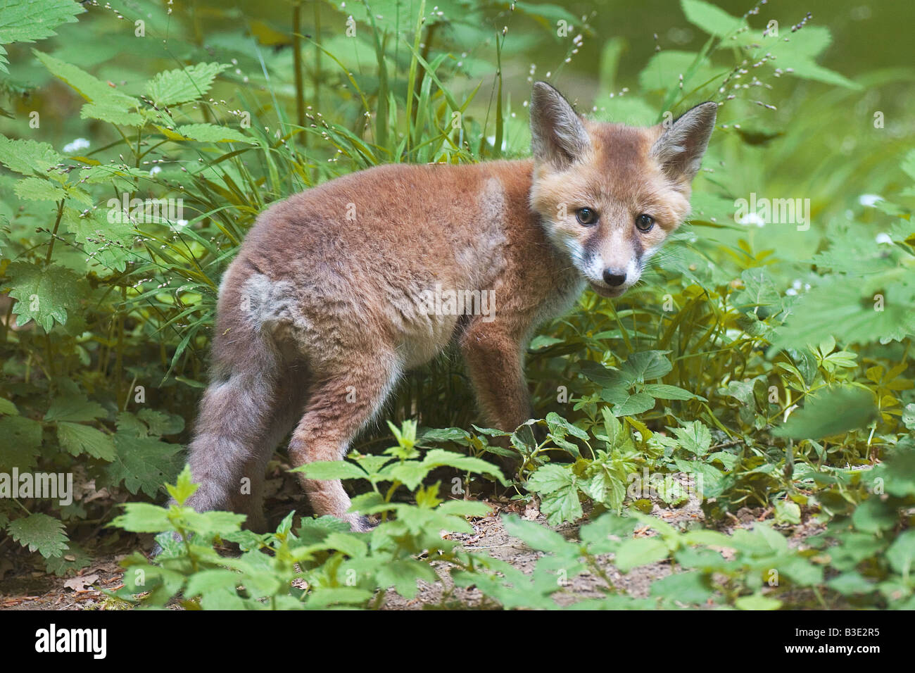 young red fox / Vulpes vulpes Stock Photo - Alamy