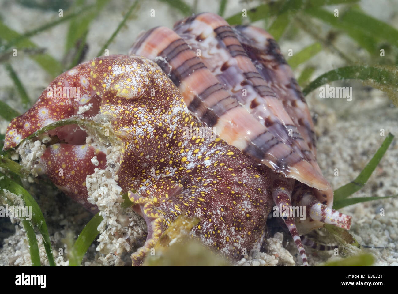 Harp snail shell catching prey among the sea grass in shallow water ...