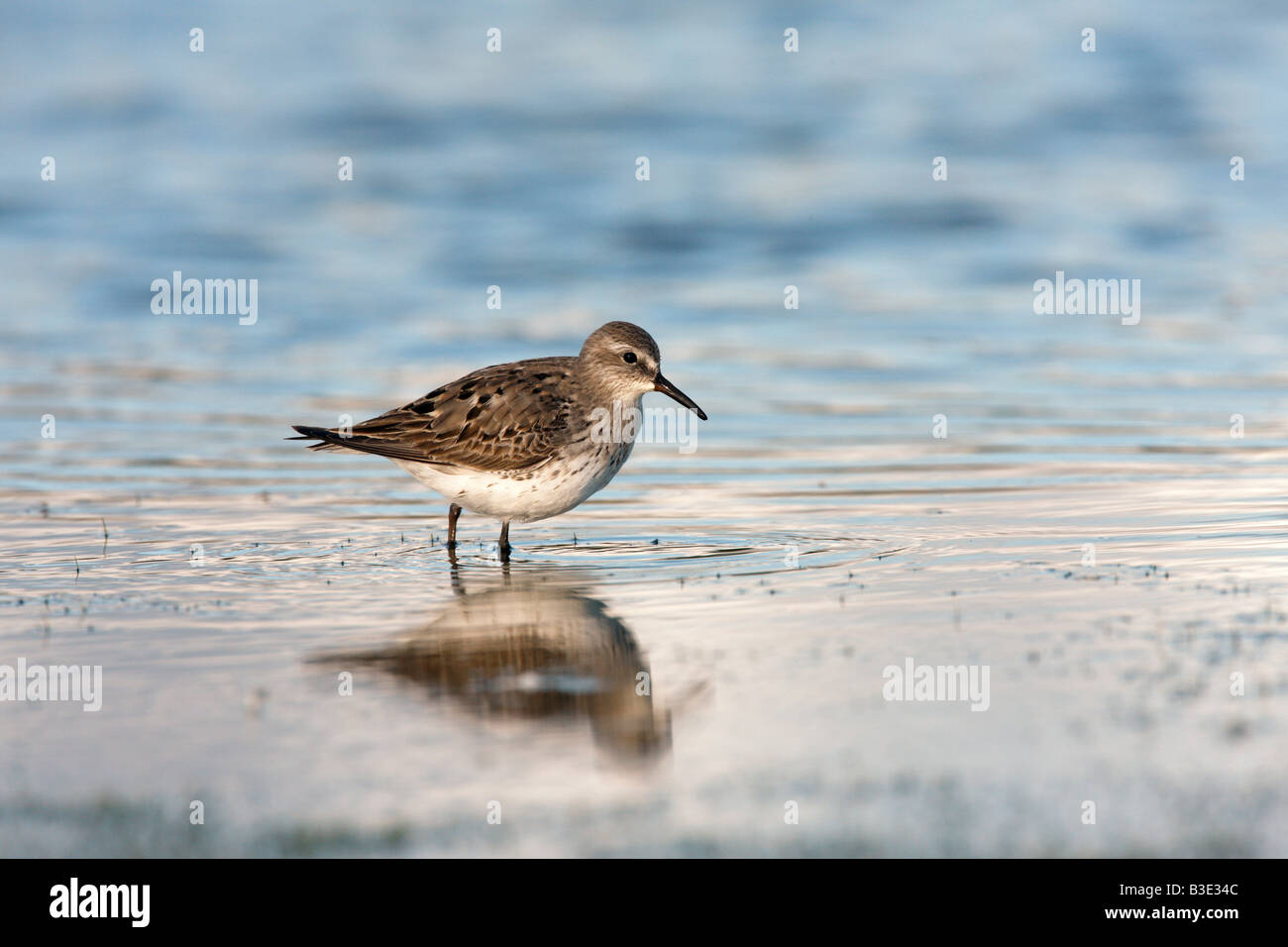 White rumped sandpiper Calidris fuscicollis New York USA summer Stock ...