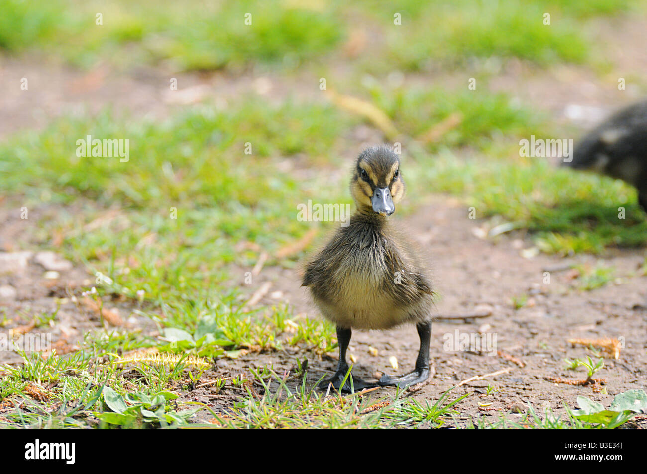 mallard - duckling / Anas platyrhynchos Stock Photo - Alamy