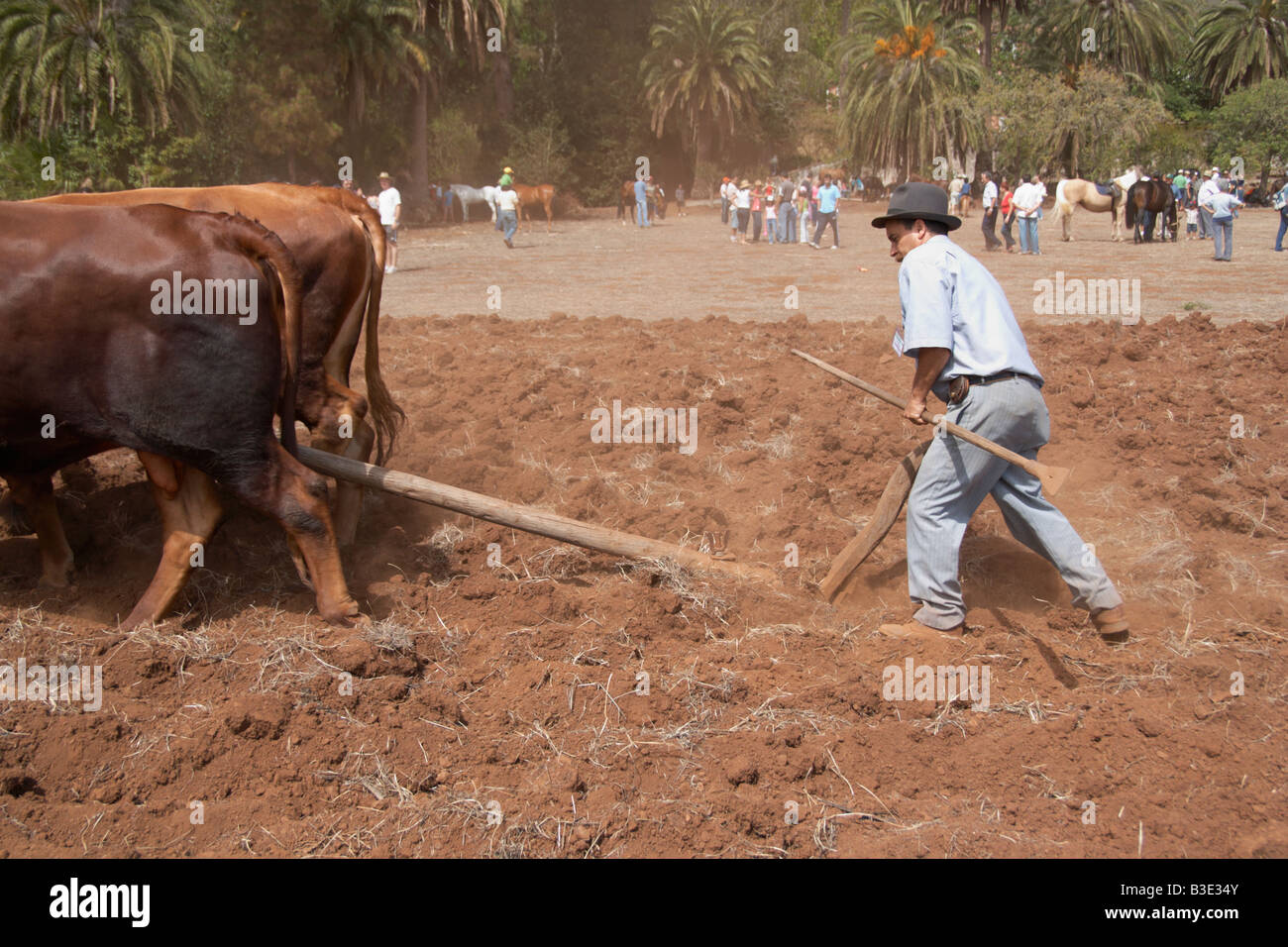 Spanish farmer plowing with bulls and wooden plough at agricultural ...