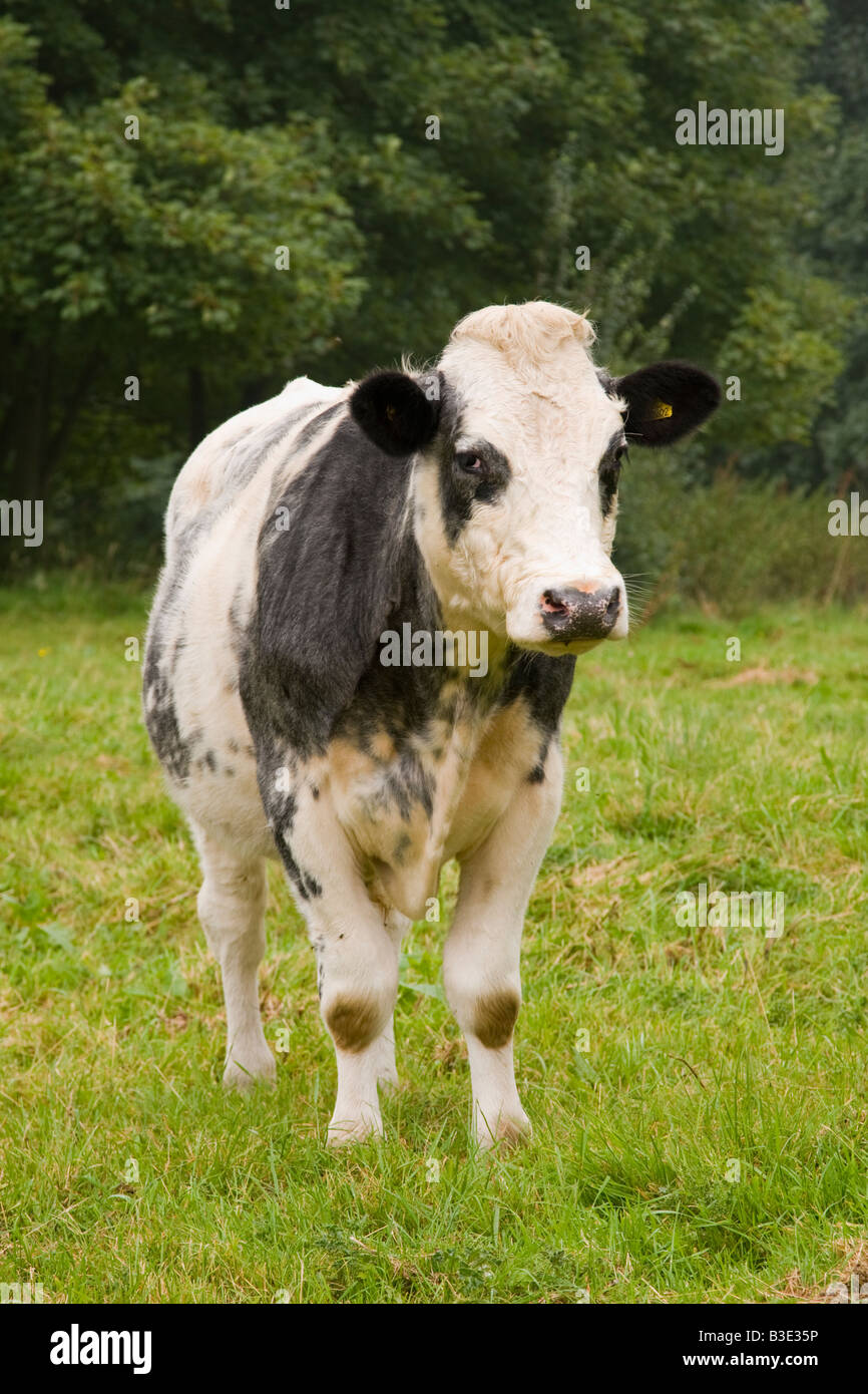 Bull cattle hi-res stock photography and images - Alamy