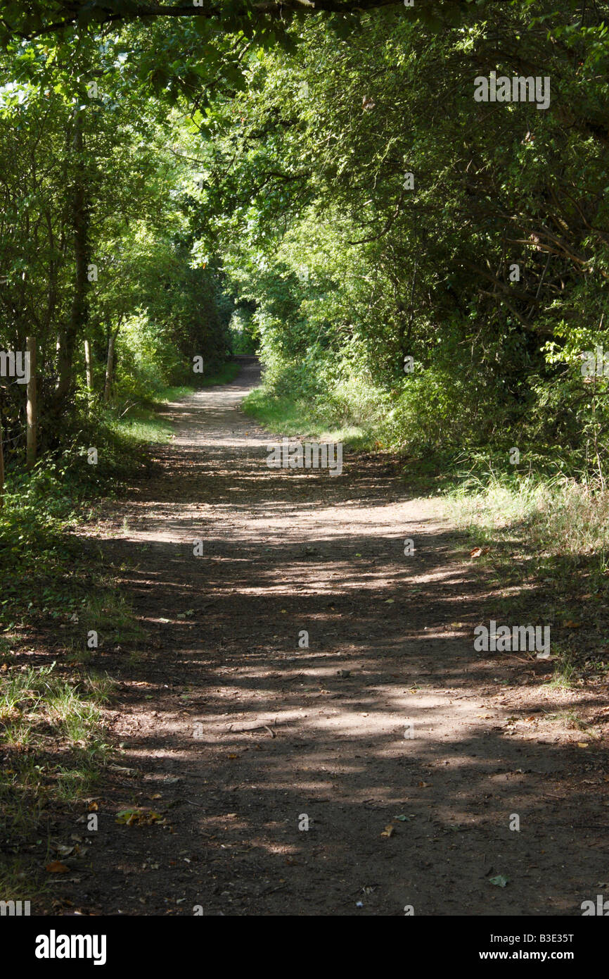 A tree lined shady path at Paxton Pits nature reserve, Cambridgeshire ...