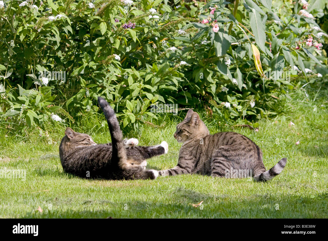 Two tabby domestic house cats playing outside on the lawn Stock Photo ...