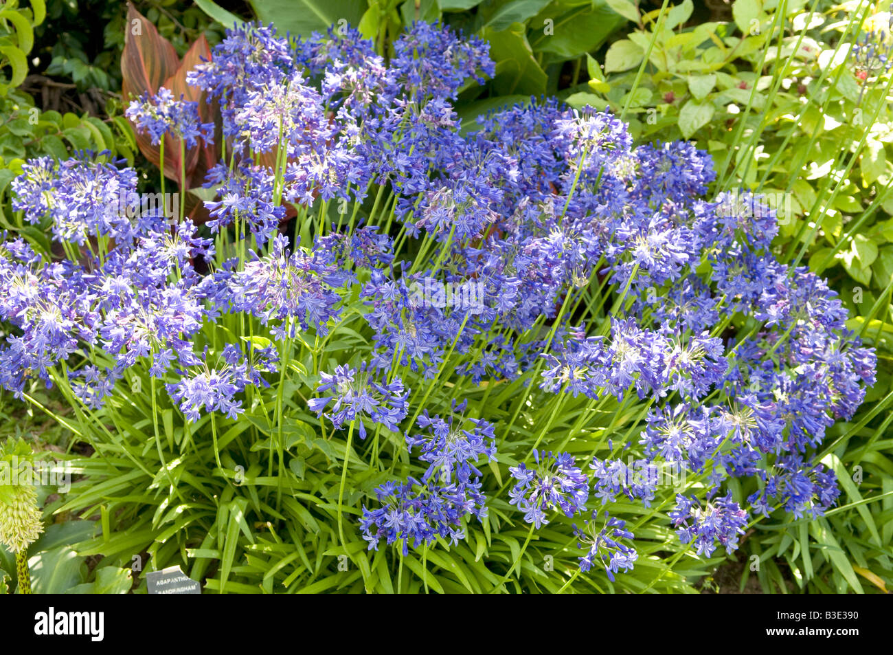 Hyacinthoides Bluebell `Excelsior`. Clump of bright blue bluebells in ...