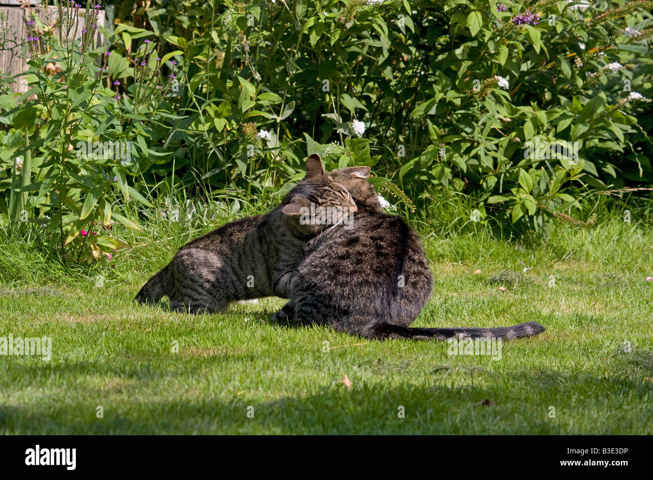 Tabby cat playing outside hi-res stock photography and images - Alamy