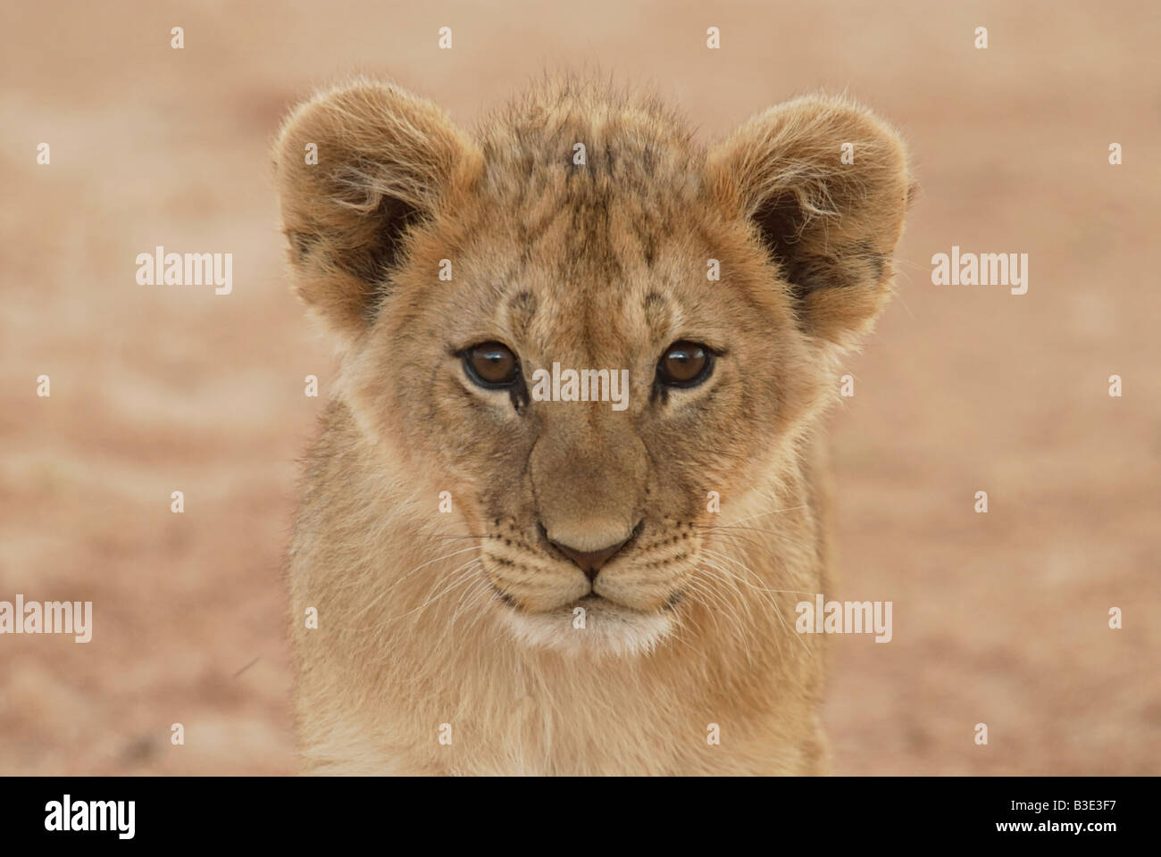 African Lion ( Panthera leo). Portrait of a cub Stock Photo - Alamy