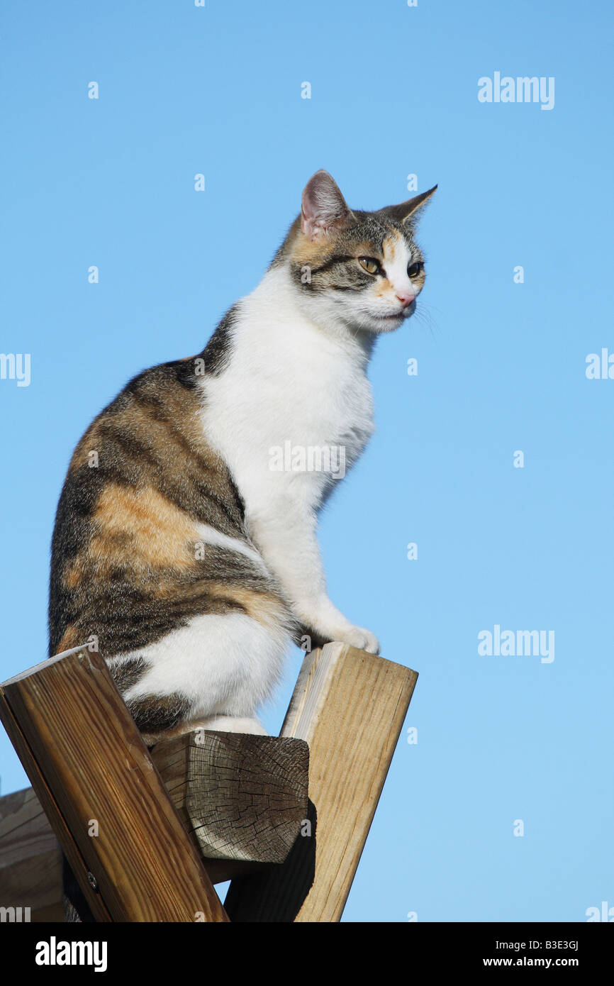 domestic cat - sitting Stock Photo - Alamy