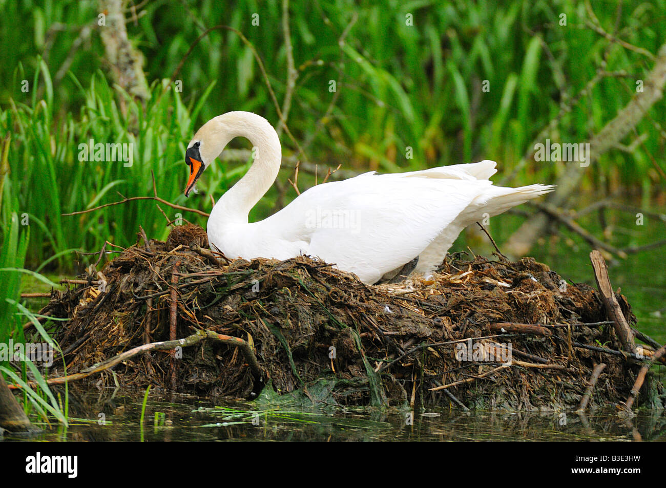 mute swan in nest Stock Photo - Alamy