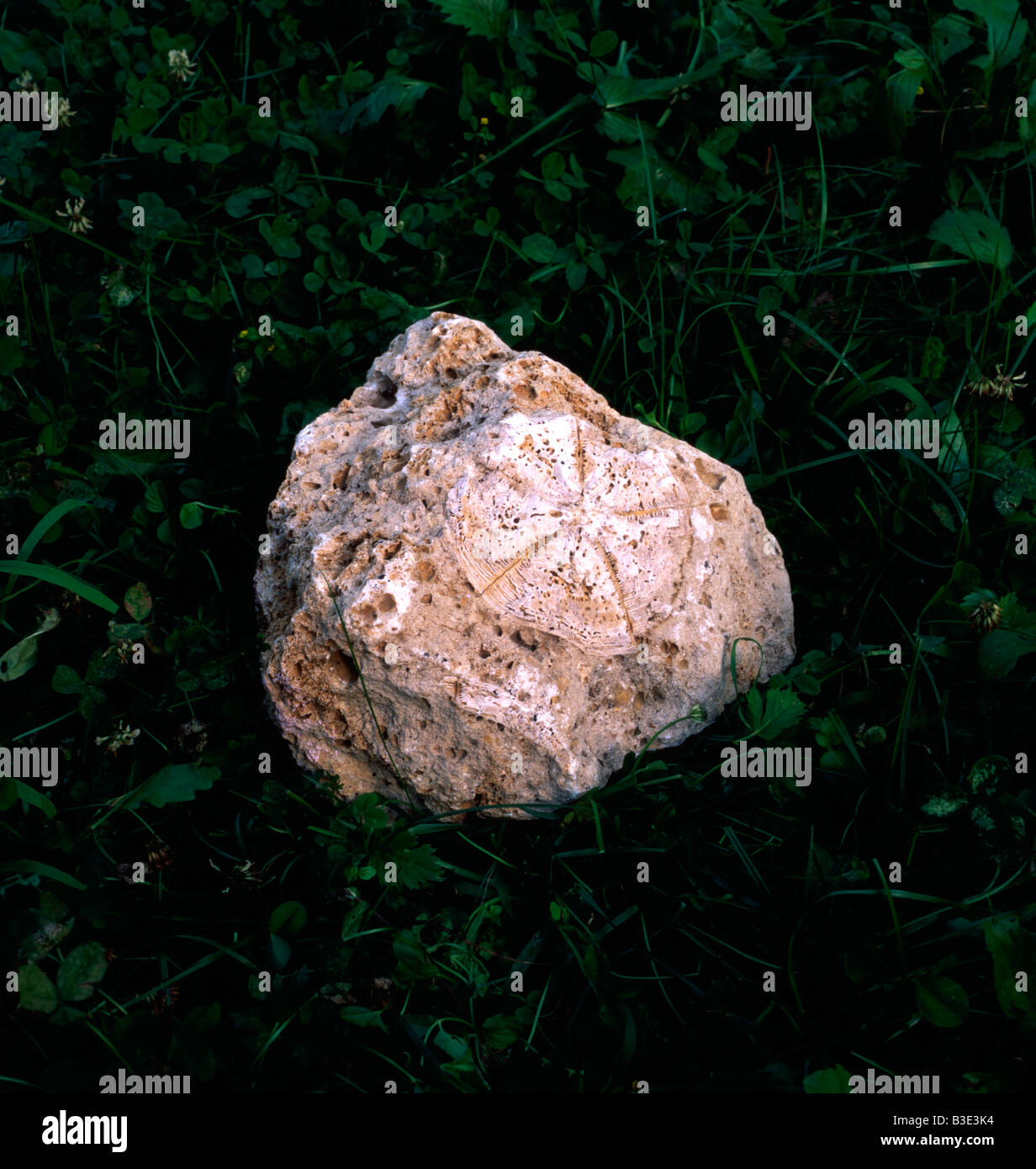 Trace fossil hi-res stock photography and images - Alamy